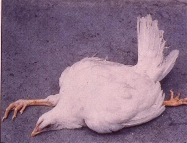 Marek’s Disease in Poultry - Vet Extension