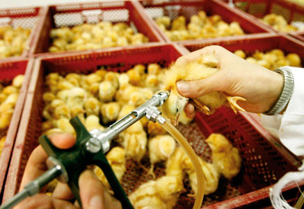 Frequently asked questions related to broiler type poultry birds - Vet ...