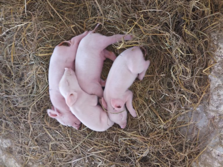 An Overview Of Nutrient Requirement In Pigs Vet Extension an-overview-of-nutrient-requirement-in-pigs-vet-extension