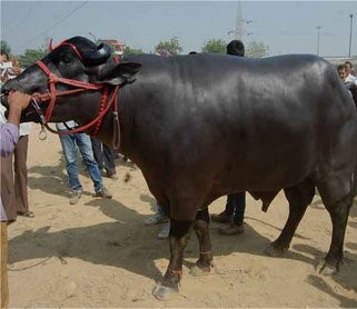 The best breed of Buffalo - Murrah - Vet Extension
