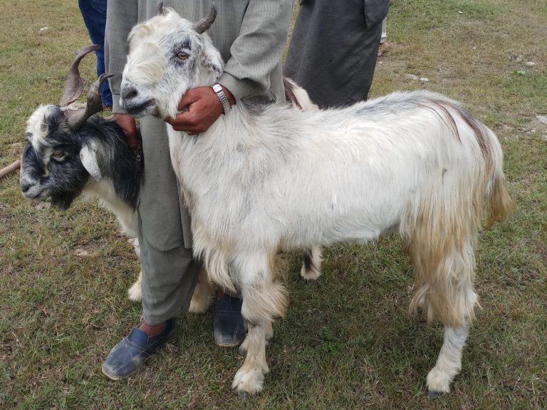 Management of All Livestock Species in Winter Season - Vet Extension