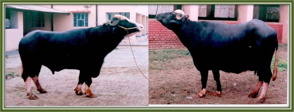 Breed Specific Information on Nili-Ravi Buffalo - Vet Extension