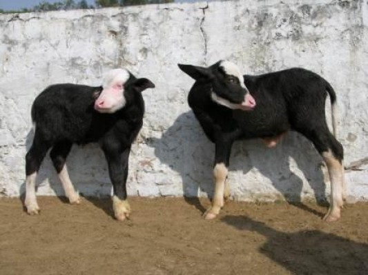 Breed Specific Information on Nili-Ravi Buffalo - Vet Extension