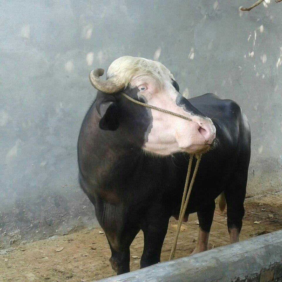 Breed Specific Information on Nili-Ravi Buffalo - Vet Extension