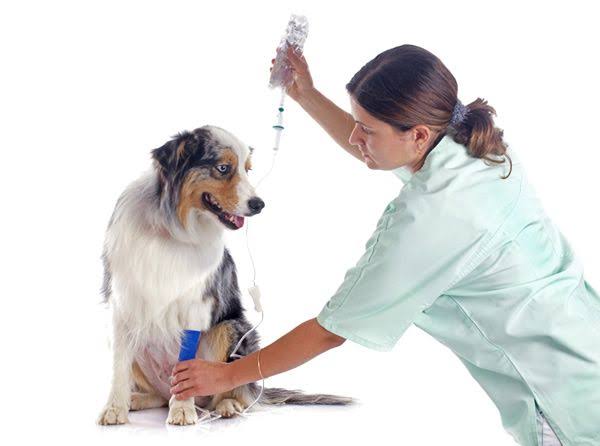 Management of Burn Wounds in Animals - Vet Extension
