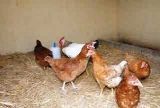 Backyard Poultry Farming: Source of Livelihood for Rural Farmers - Vet ...